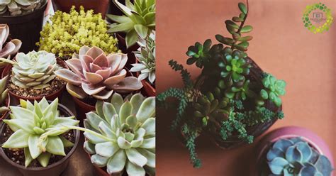 10 Plantas Suculentas fáciles de cultivar El Horticultor
