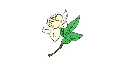栀子花简笔画 栀子花的画法 老教授逛逛网