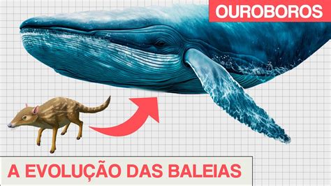 Entenda A Evolu O Das Baleias Em Minutos Como As Baleias