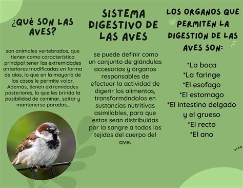 Aves Sistema Digestivo Sistema Digestivo De Las Aves Se Puede Definir