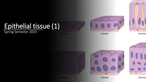 Epithelial tissue النسيج الطلائي شرح بالعربي YouTube