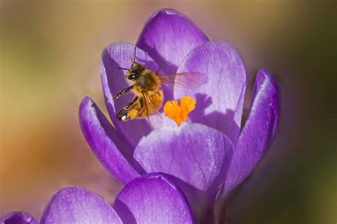 Flor Naturaleza Planta Foto Gratis En Pixabay Pixabay