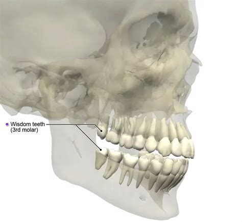 The Anatomy Of Wisdom Teeth From Primal Roots To Modern Dentistry