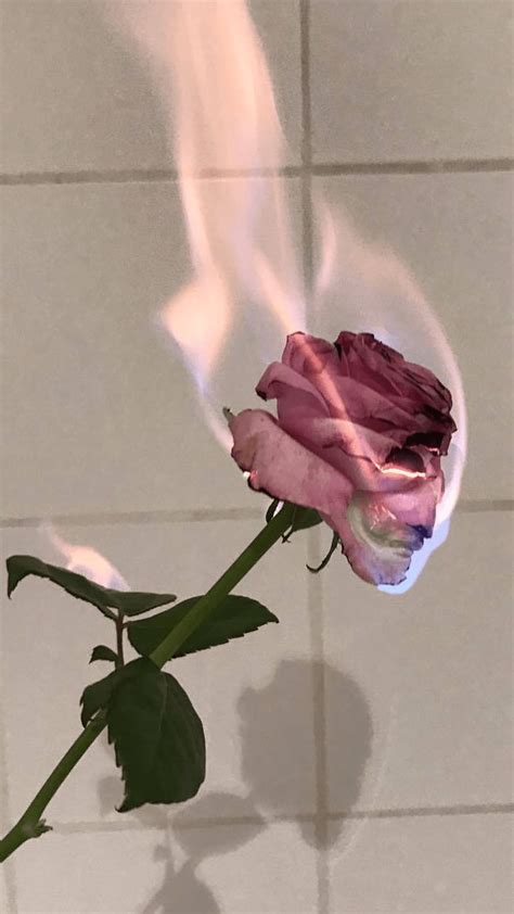 Rose Aesthetic Wallpapers Top Free Rose Aesthetic Backgrounds