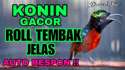 Kolibri Ninja Gacor Full Isian Roll Tembak Audio Jelkas Cocok Buat