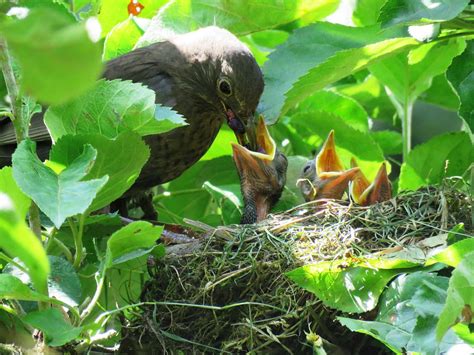 Amsel Nest Jungv Gel Kostenloses Foto Auf Pixabay