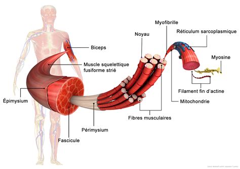 L Anatomie Du Corps Humain