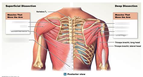 Muscles That Move The Arm Posterior View Diagram Quizlet