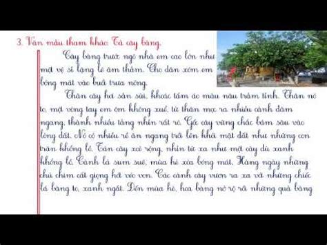 Tả Cây Bàng Lớp 6 27 Bài Văn Tả Hay Nhất Điểm 10 Cẩm Nang Bếp Blog