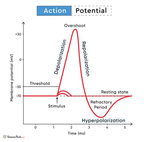 How To Interpret Phase Shift Diagram For Action Potential Ac