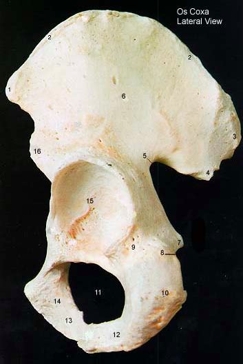 Pelvic Girdle Os Coxa Diagram Quizlet