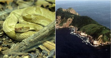 Island Of Snakes Ilha Da Queimada Grande Brazil The Big Off