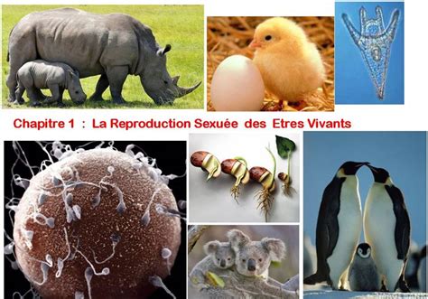 Chapitre 1 de la partie 2 La Reproduction Sexuée des Etres Vivants
