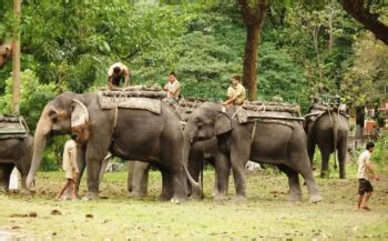 Pobitora Wildlife Sanctuary Kaziranga National Park 3 Nights 4 Days