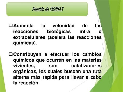 Importancia De Las Enzimas Chefli