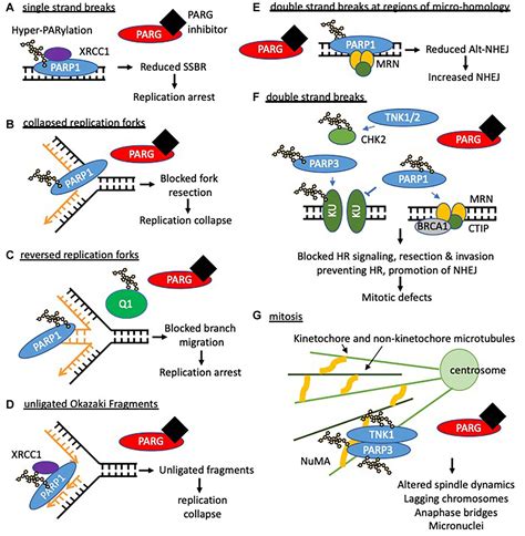 Frontiers Poly Adp Ribose Glycohydrolase Parg Vs Poly Adp Ribose