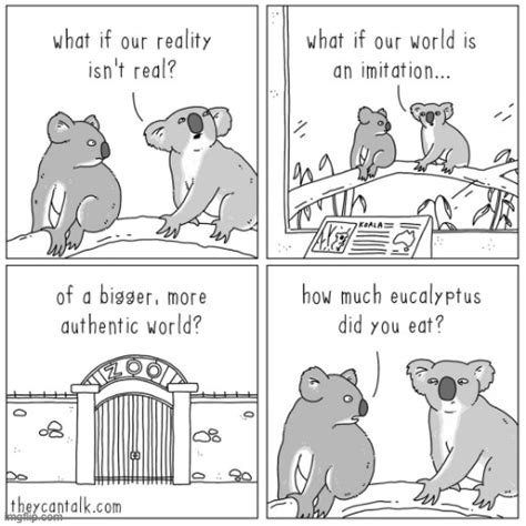 Even Koalas Are Making Up Shower Thoughts O Imgflip