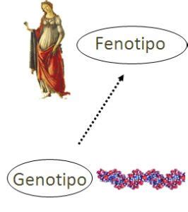 Genotipo y fenotipo diferencias y conceptos clave en genética
