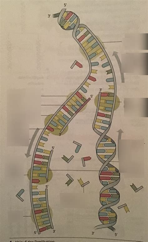 Schaubild Replikation Dna Quizlet