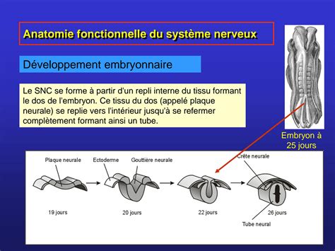 SOLUTION Systeme Nerveux Anatomie Fonctionnelle Studypool