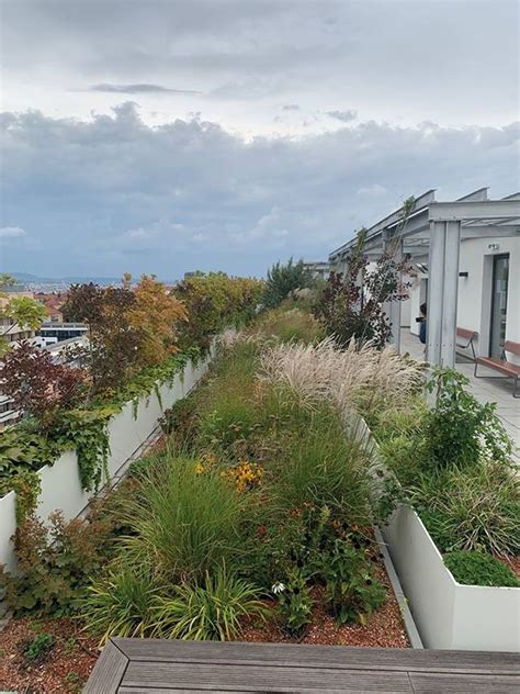 Grünes Regenwassermanagement natur basierte Lösungen und nachhaltige