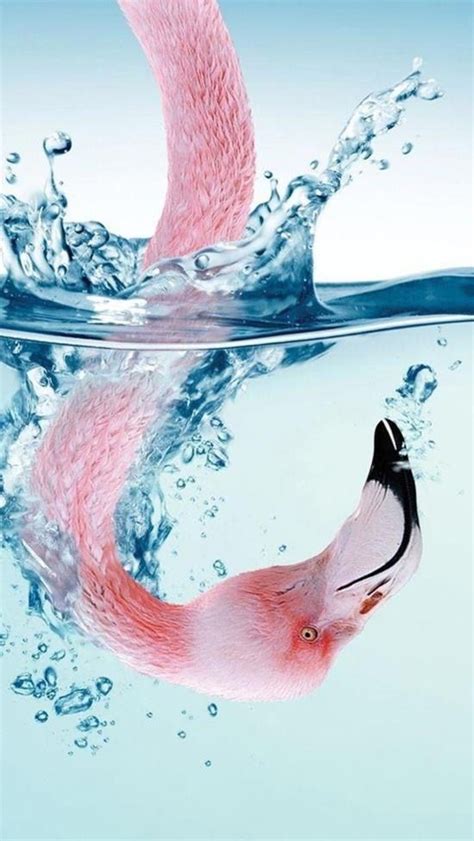 Pin By Kathleen Waldrop On Flamingo Junk Flamingo Wallpaper Pink