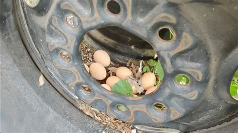 Mi gallina puso huevos en el lugar más raro YouTube