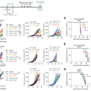 In Vivo Anti Tumor Activities Of The ADC SAR408701 Analog And CAR T
