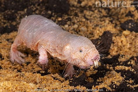 Stock Photo Of Naked Mole Rat Heterocephalus Glaber Native To Africa