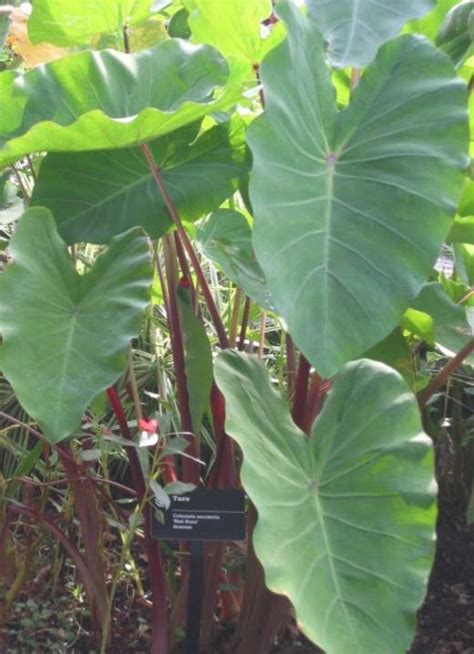 Araceae EcuRed