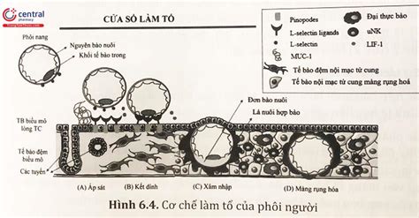 Các giai đoạn phát triển phôi và quá trình làm tổ của phôi người