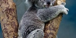Curiosidades sobre os coalas 10 FATOS CURIOSOS que você não sabia