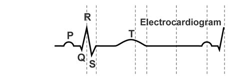 Cardiac Cycle Simulation Human Bio Media
