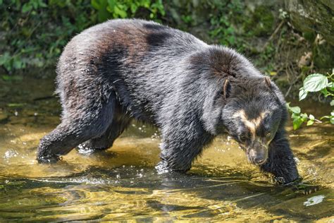 Spectacled Bear In The Water This Spectacled Bear Was Walk Flickr