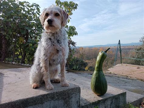 Mi Mejor Amigo De Cuatro Patas