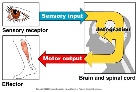 Reflex Actions In Singapore Intro Psych Blog F19 Group 7