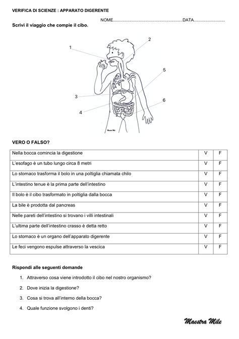 Verifica Apparato Digerente Blog Di Maestra Mile