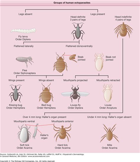 Chapter 210 Arthropod Bites And Stings Fitzpatrick S Dermatology In