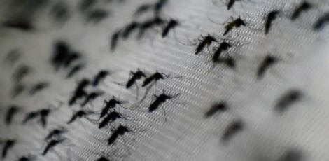 SINAIS DE VIROSE DA MOSCA Saiba Os 10 SINTOMAS DE VIROSE DA MOSCA E