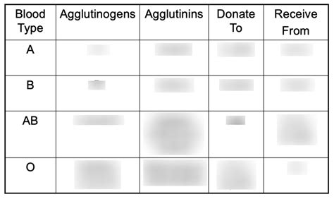 Lab Blood Typing Diagram Quizlet