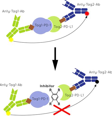 Htrf Protein Engineering Drug Discovery