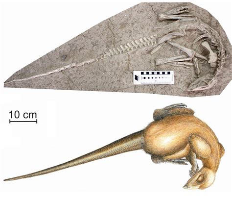 Fósseis preservam dinossauros que morreram dormindo há 125 milhões de
