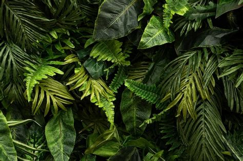 Plano De Fundo De Folhas Tropicais Verdes Brilhantesplantas De Folhagem