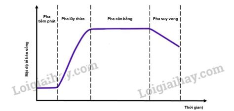 Hãy vẽ và giải thích đường cong sinh trưởng trong nuôi cấy liên tục