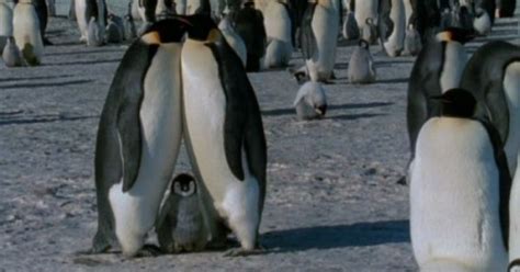Empereur Que Cachent Les Manchots Sur La Plage Pix Image De Manchots