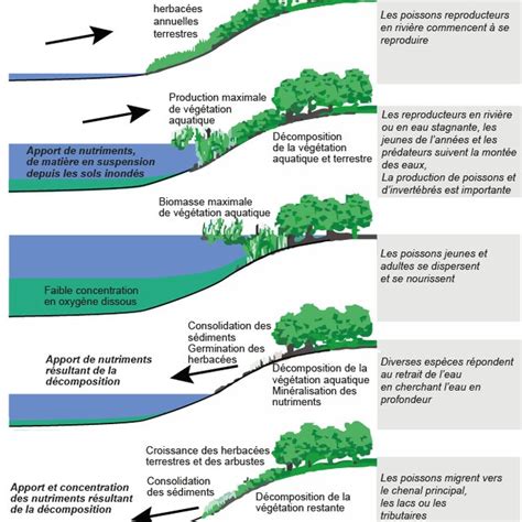 3 Représentation schématique du Flood pulse concept Junk et al