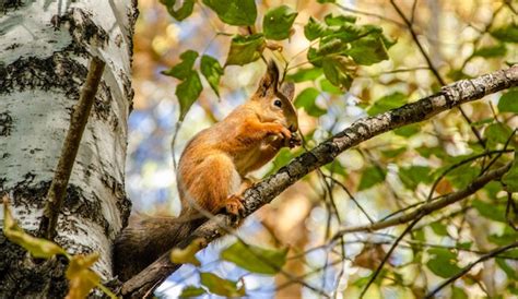 Una ardilla roja se sienta en la rama de un árbol y come una nuez