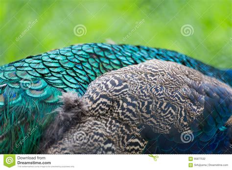 Peacock Feather Stock Photo Image Of Feather Colorful 95877532