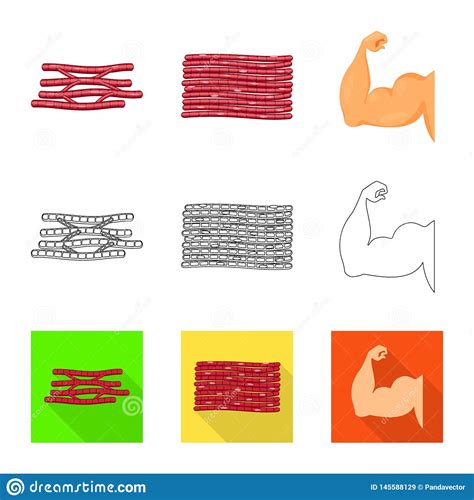 Ejemplo Del Vector De La Fibra Y De La Muestra Muscular Fije Del