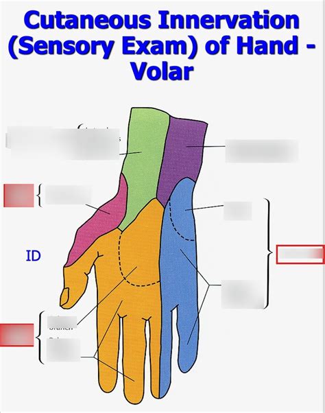 Cutaneous Innervation Sensory Exam Of Hand Volar Diagram Quizlet